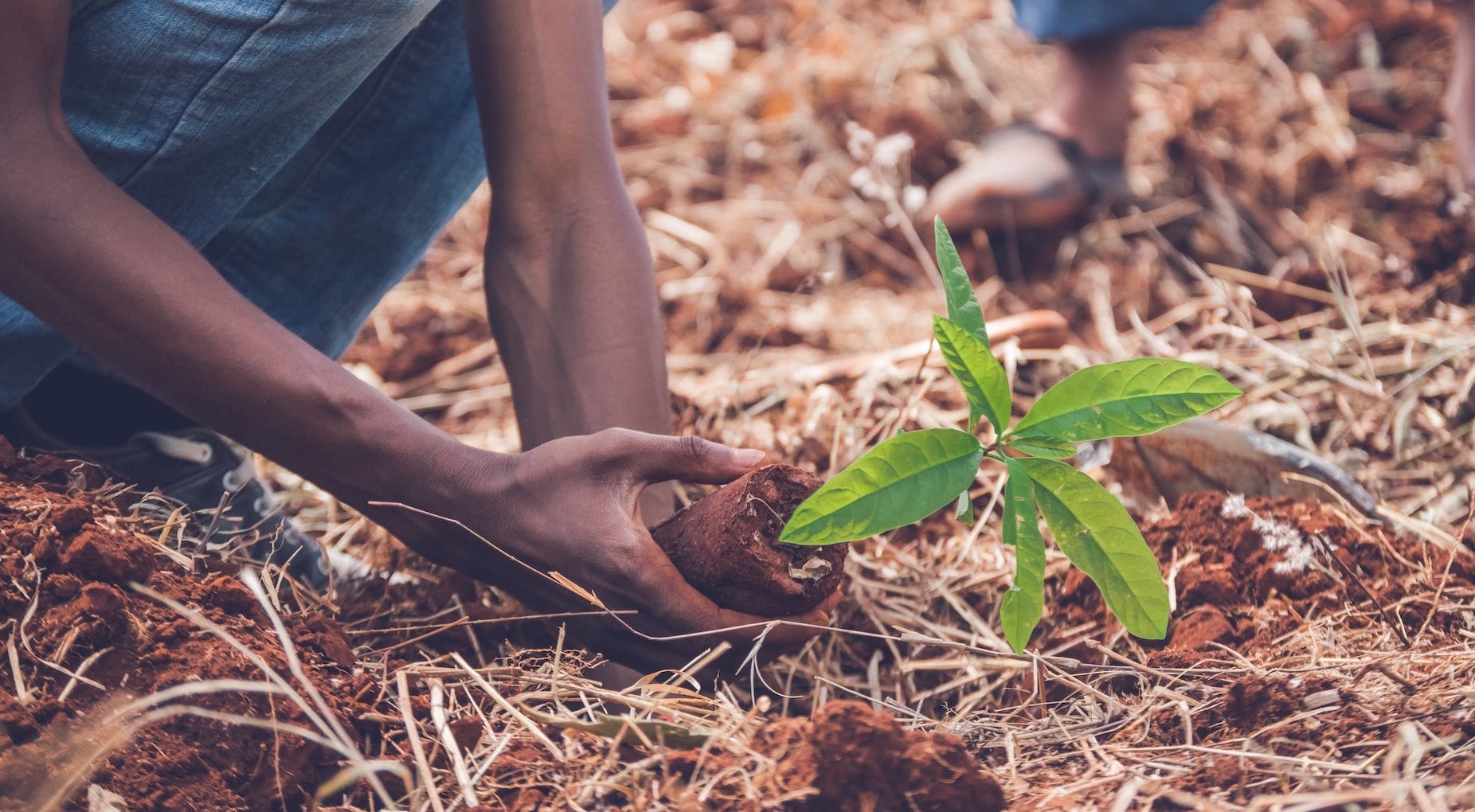 Alive to Earth | Plant Trees for a Sustainable, Green Planet